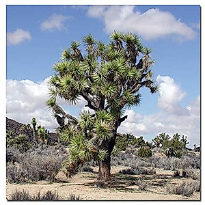 Joshua Tree Incubator Set