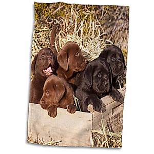 3D Rose Five Labrador Retriever Puppy Dogs-Na02 Zmu0160-Zandria Muench Beraldo Towel, 15" x 22"