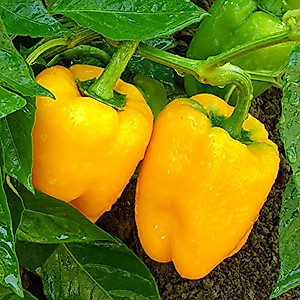 Big A Pepper Fertilizer – 13.5oz Premium Organic Fertilizer for Peppers – Eco-Friendly Organic Plant Food for Garden – Gardening Fertilizer for Crispy and Delicious Peppers of All Types