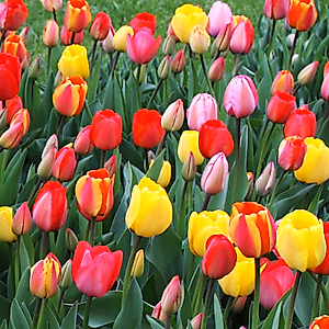100 Darwin Tulip Mix Flower Bulb Box with Easy Carry Handle - Red, Yellow, Orange and Purple Colors - Easy to Grow Flowers - Plant in Gardens, Containers & Flowerbeds - Planting Instructions Included