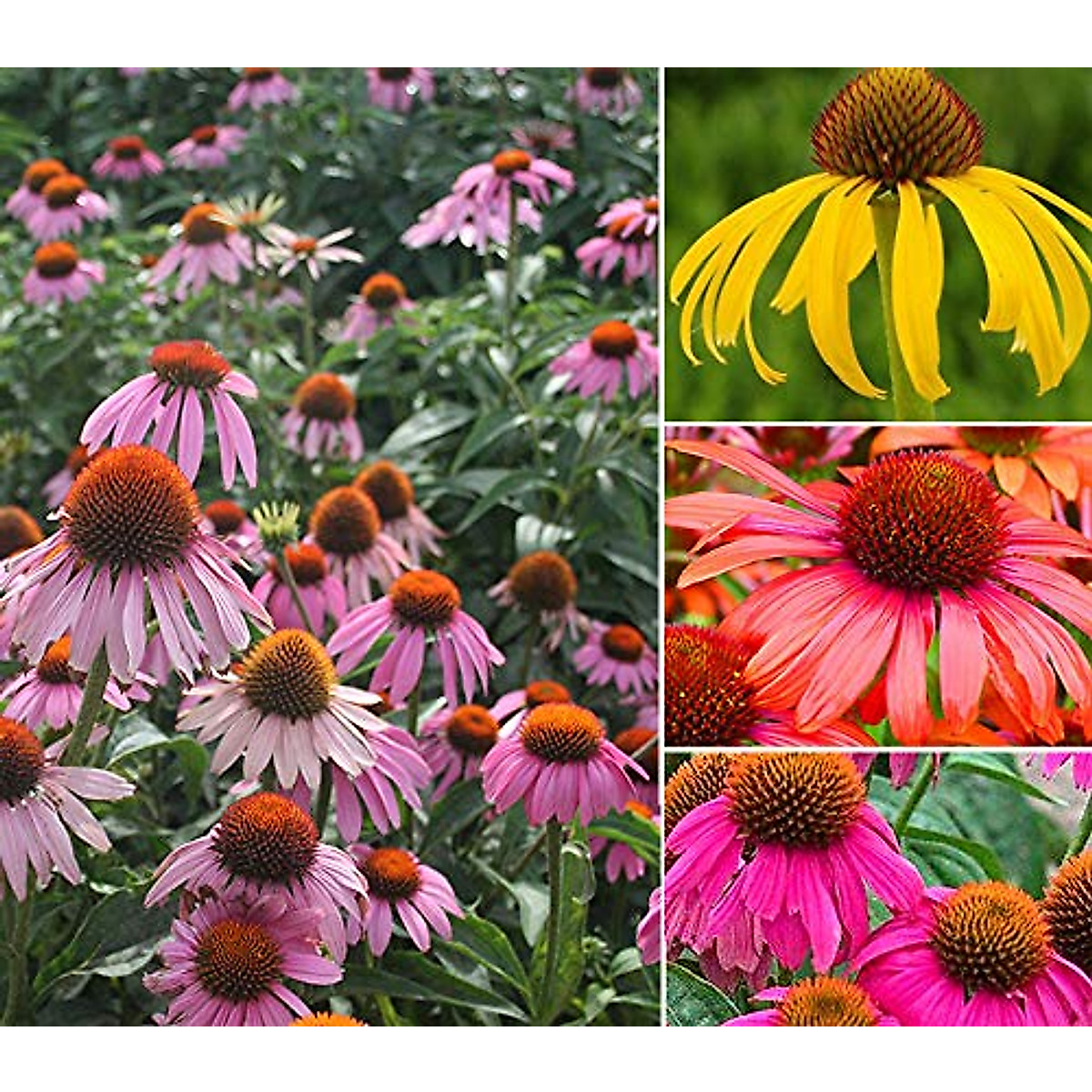 100+ Mix Double Coneflower Seeds Echinacea Flower Perennial Bloom Flowers