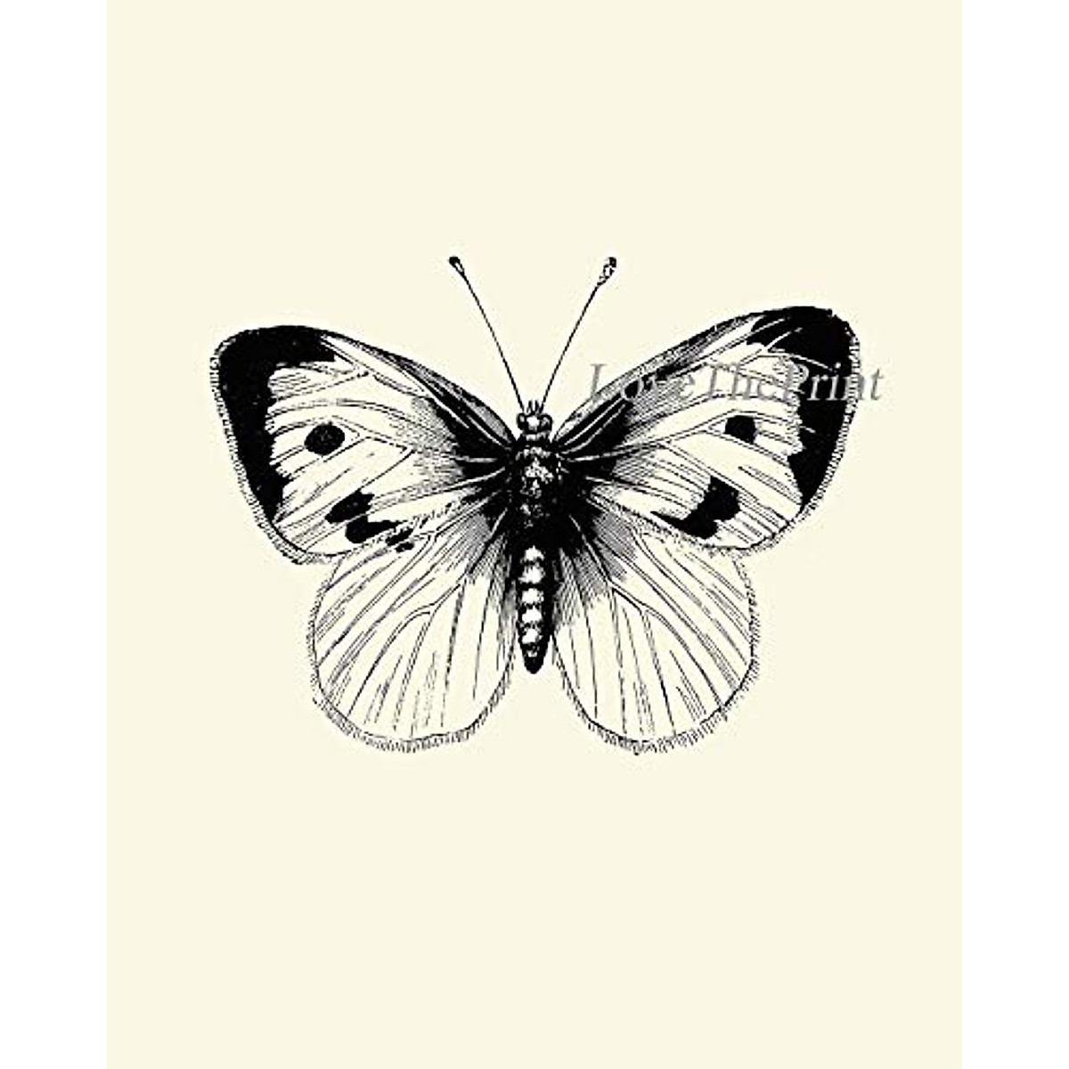 Bee Dragonfly Butterfly Wall Art Prints set of 3 Prints 8x10 - Unframed - Beautiful Black and White Illustration Ivory Natural Background Home Room Decor