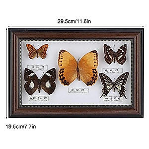 eboxer-1 Butterflies Specimen, Exquisite Butterflies Insect Specimen Crafts for Home Office Decorate Ornament Butterfly Wall Art, As a Gift for Friends and Family, 7.7 x 11.6 x 1.6 in (Black Frame)