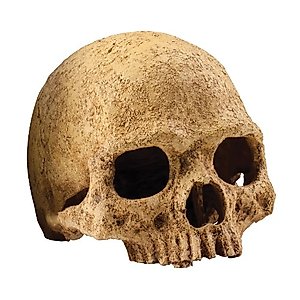 Exo Terra Terrarium Decor Primate Skull