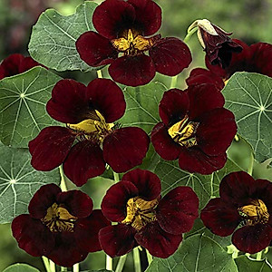 Outsidepride Tropaeolum Nasturtium Black Velvet Climbing Flowering, Dwarf Plants - 200 Seeds