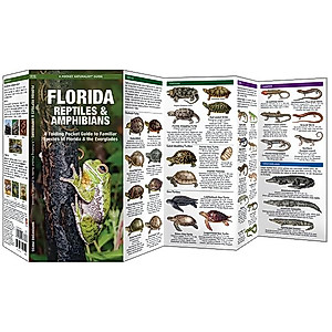 Florida Reptiles & Amphibians: A Folding Pocket Guide to Familiar Species of Florida & the Everglades (Nature Observation North America)
