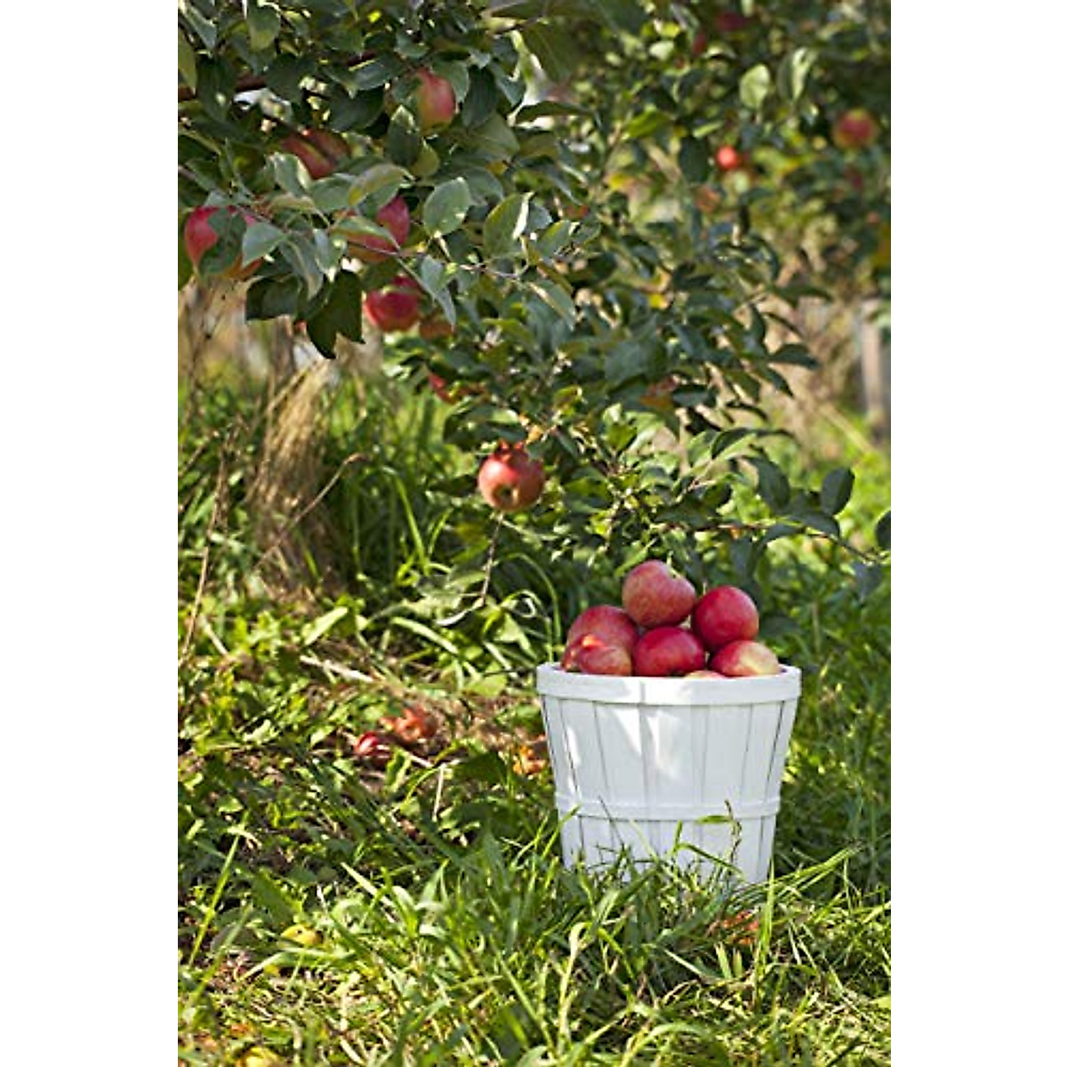 Brighter Blooms - Honeycrisp Apple Tree, 4-5 Feet - Organic Outdoor Fruit Plant - No Shipping to AZ, ID, OR, or CA