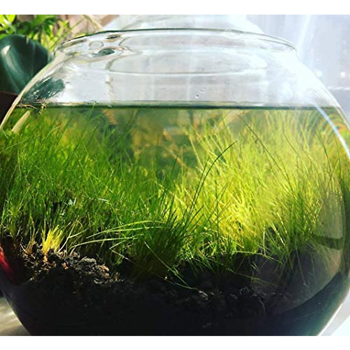 Dwarf Hairgrass Eleocharis Parvula Sp Mini 100% Tissue Culture Easy Freshwater Carpet Live Aquarium Plants Decorations 3 Days Live Guaranteed