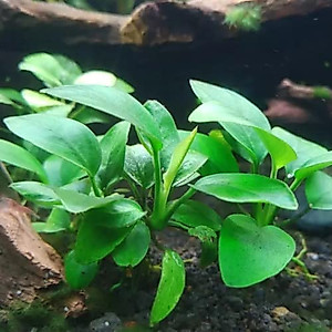 Mainam 4 Different Anubias Nana Amazon Sword Java Fern Windelov Hornwort Tropical Freshwater Live Aquarium Plant Decorations 3 Days BUY2GET1FREE