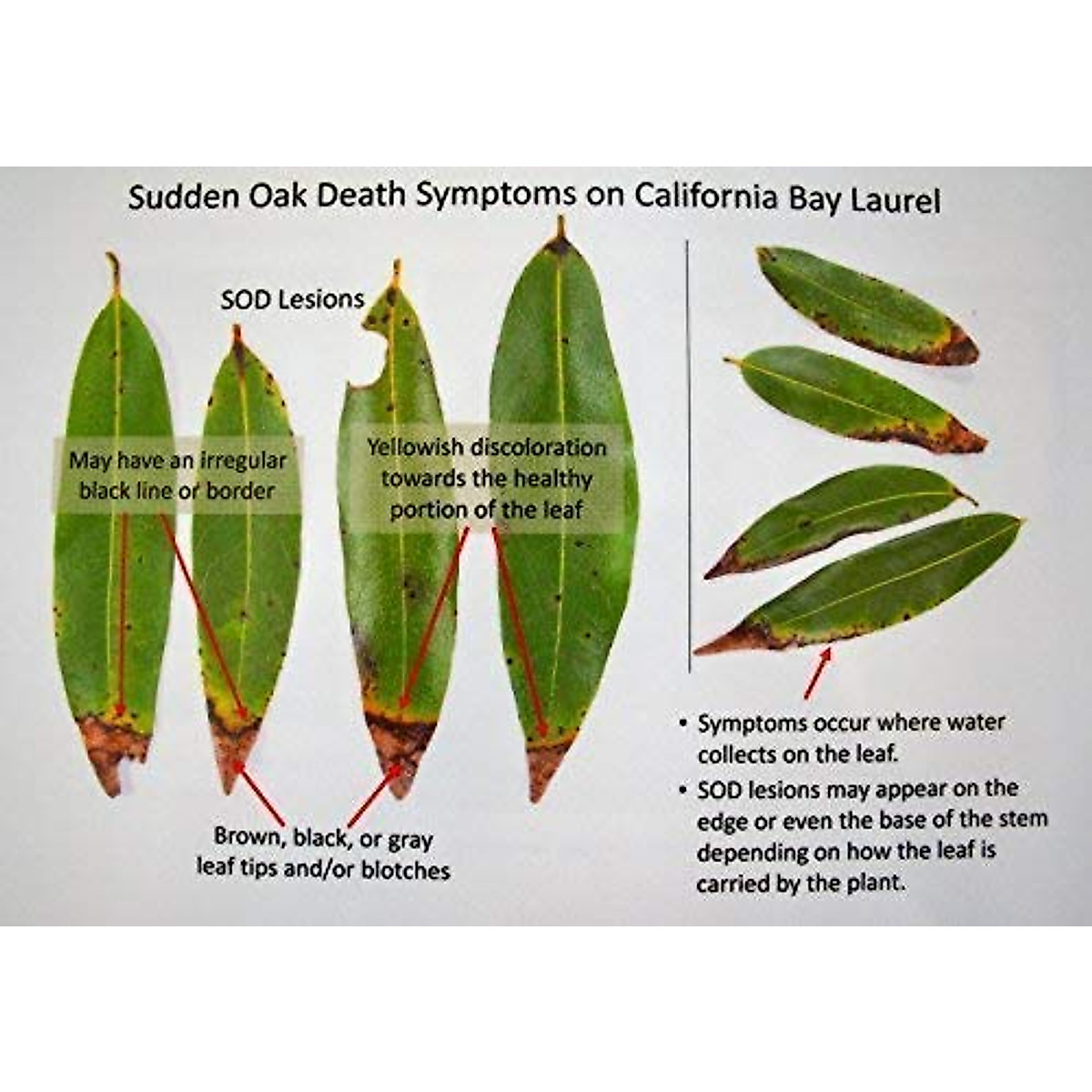 Quest Reliant Systemic Fungicide (Agri-Fos/Garden Phos) 1 Gallon