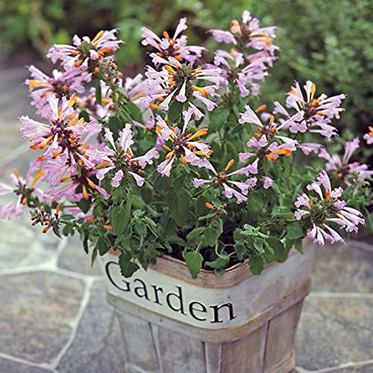 CHUXAY GARDEN Mix Agastache-Agastache Aurantiaca,Giant Hyssops,Hummingbird Mints 30 Seeds Aromatic Flowering Herbaceous Perennial Plants Low-Maintenance