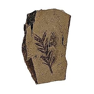 The Geode Mine Genuine Fossilized Leaf from The Metasequoia Tree (Dawn Redwood)