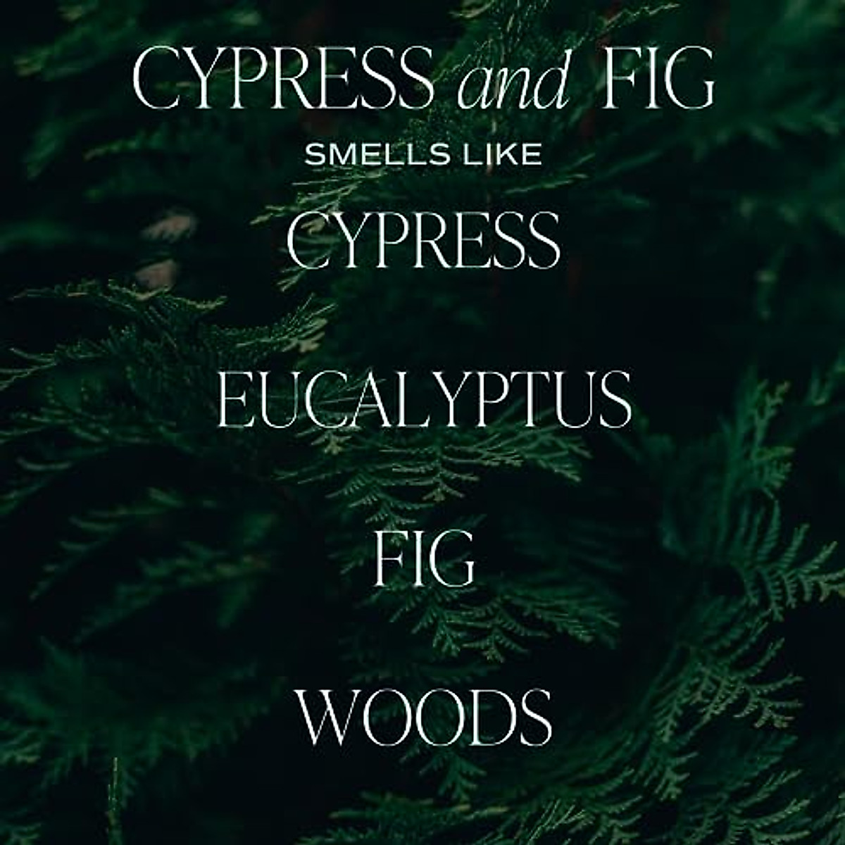 Sweet Water Decor Cypress and Fig Candle | Cypress, Eucalyptus, Ripe Fig, Woodsy Scented Soy Wax Candle for Home | Made in The USA