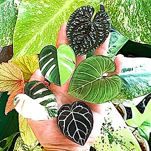 Monstera Anthurium Philodendron Leaf Tropical Aroid Plant Phone Grip Handle for Phone & Tablet (Verrucosum)