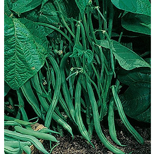 Burpee Blue Lake 274 (Organic) Bush Bean Seeds 2 ounces of seed