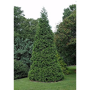 Green Giant Arborvitae | 3 Large 3 Gallon Trees | Thuja Plicata | Live Evergreen Privacy Screening Plants