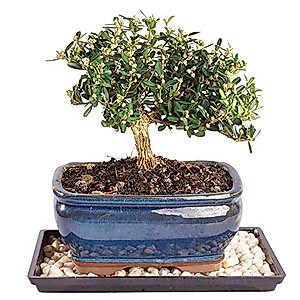 Brussel's Live Harland Boxwood Outdoor Bonsai Tree - 4 Years Old; 8" to 10" Tall with Decorative Container, Humidity Tray & Deco Rock