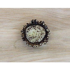 Old River Antler Drawer / Cabinet Knobs (4 Pack) - 2 Sizes of Screws and Washers Included