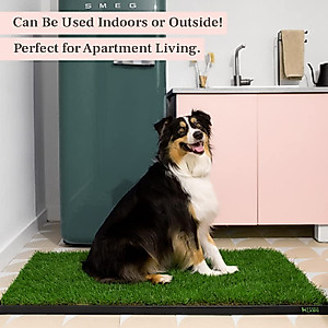 DoggieLawn XL - Real Grass Disposable Pet Potty - 48 x 24 Inches with Plastic Tray - Potty Training Pad for Dogs