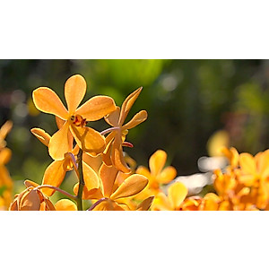 Nature DVD -Tropical Gardens and Orchids and Butterflies - with Music and Nature Sounds 2016