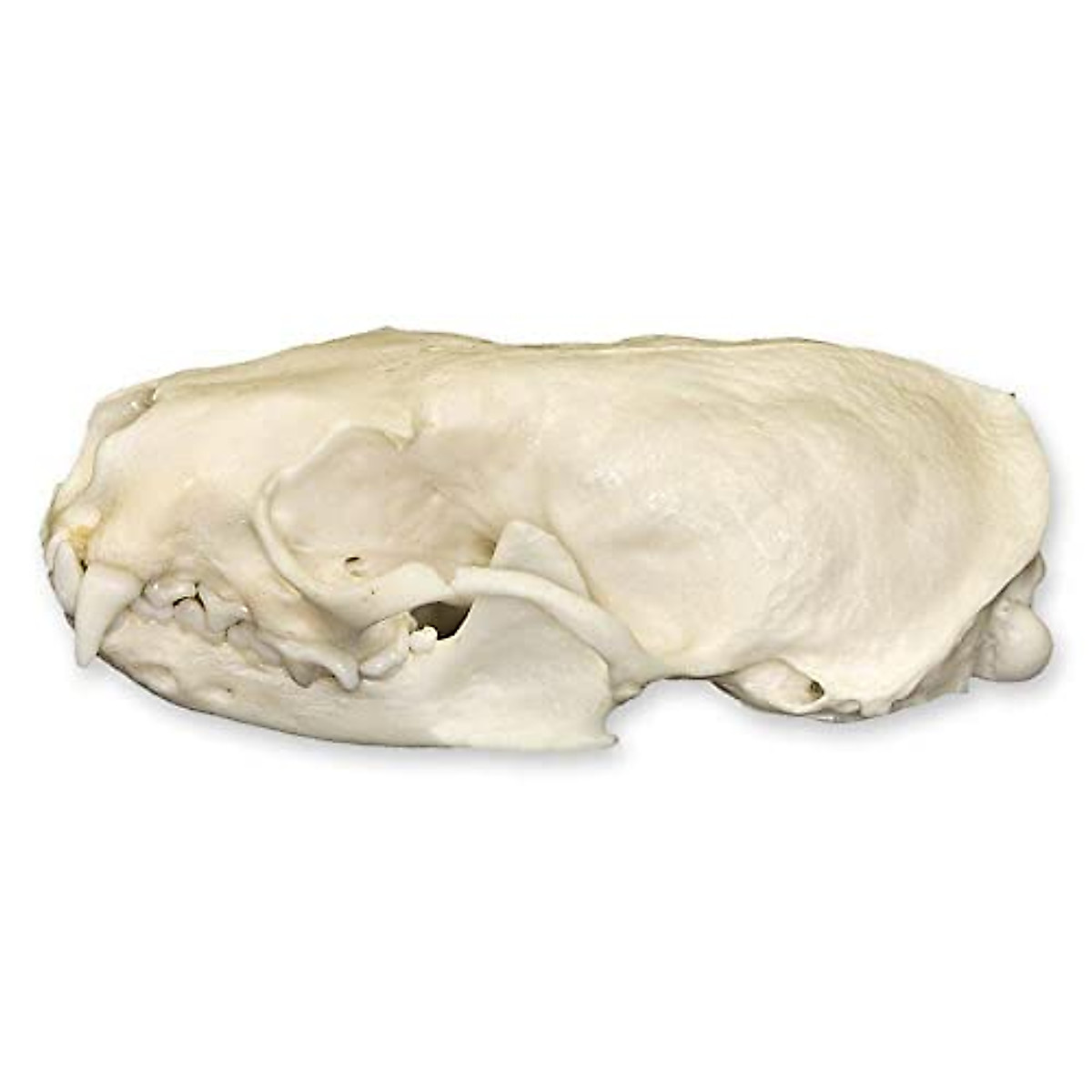 Real American Mink Skull A Quality