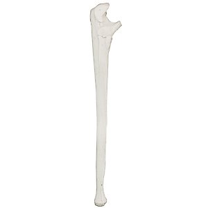 Axis Scientific Ulna Bone Model | Left | Cast from a Real Human Ulna Bone l Forearm Bone Model Has Realistic Texture and Important Bony Landmarks