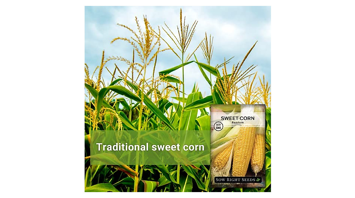 Grow Sweet Corn at Home - Sow Right Seeds Bantam Seed Pack