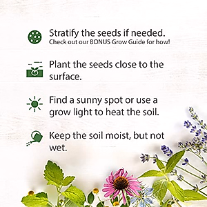 Medicinal Herb Seeds Collection | 6 Heirloom Tea Seeds | Non GMO Lavender, Chamomile, Mint Seeds for Planting Outdoors & Indoors - Lemon Balm, Peppermint, Echinacea | Gardening Gifts for Women & Men