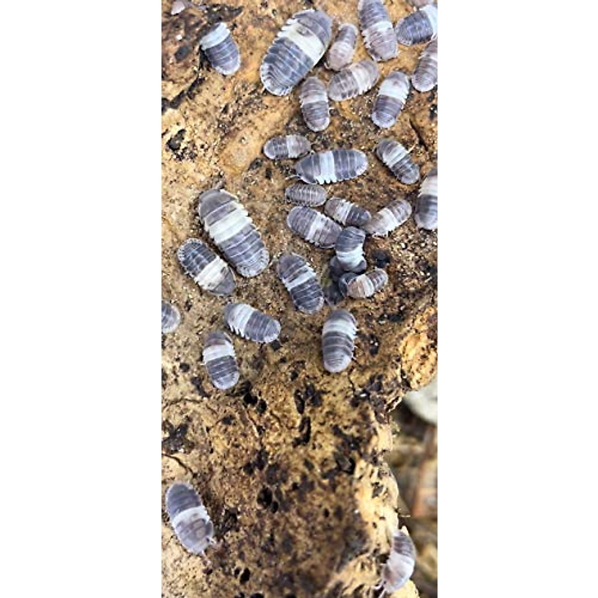 Panda King Isopods 6 Count Live Insects Cubaris Roly Poly Cleanup Crew for Terrarium Reptile Pet Food