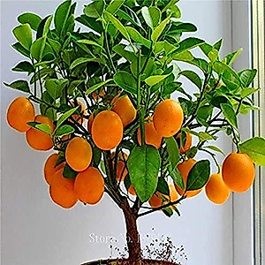 Bonsai Orange Tree Seeds, 20 Seeds,Grow a Delicious Fruit Bearing Bonsai Tree