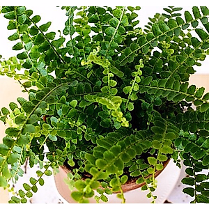 Lemon Button Fern - 4" Pot - Nephrolepis cordifolia Duffii - Live Plant