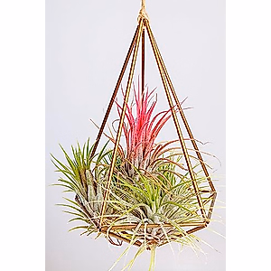 Ionantha Tillandsia Air Plants Live Indoor Plants (10PK), Air Plant Terrarium Plants Live Houseplants, Live Plants Indoor Plant Kit, Easy Care Plants for Air Plant Holder or Garden by Plants for Pets