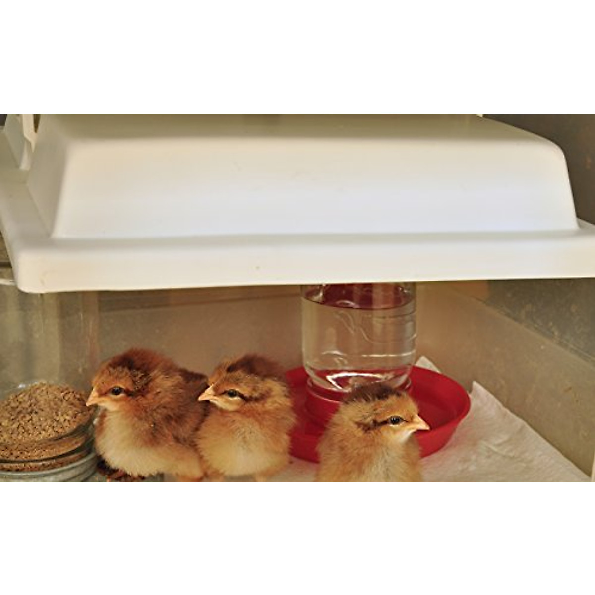 SWEETER HEATER Infrared Heater for Chicks & Pets, Side Mount 11x11, 32 Watt