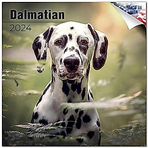 2023 2024 Dalmatian Calendar - Dog Breed Monthly Wall Calendar - 12 x 24 Open - Thick No-Bleed Paper - Giftable - Academic Teacher's Planner Calendar Organizing & Planning - Made in USA