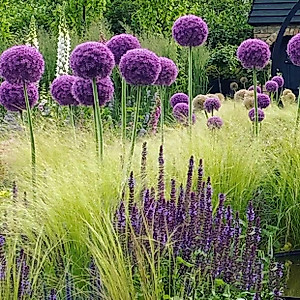 Allium Giganteum Flower Seeds, Allium Seeds, Pack of 150 Flower Seeds for Planting