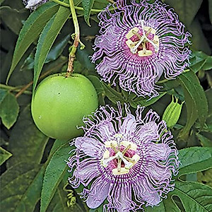 QAUZUY GARDEN Purple Passiflora Incarnata 10 Seeds Maracuja Passion Flower Maypop Non-GMO Fruit Seeds Fragrant Hardy Fast- Growing Low Maintenance