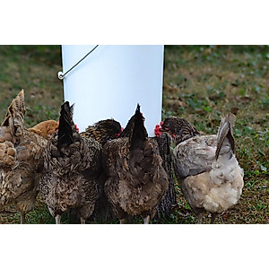 RentACoop DIY Waterer Kit - Horizontal Nipples with Dribble Dish and Installation Tool - Great for Chickens, Turkeys, Peafowl, and Other Poultry - 12 Pack