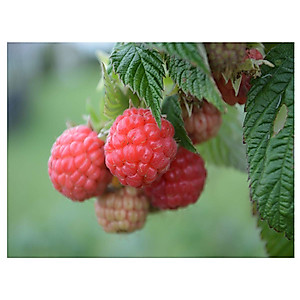 O & H Danish Kringles - Pecan and Raspberry