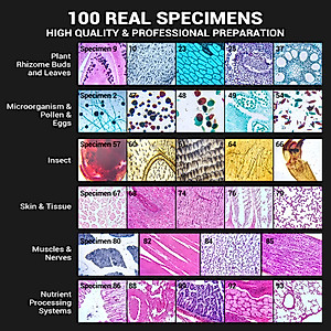 100 Pcs Microscope Slides with Specimens for Kids,Prepared Microscope Slides for Kids,Prepared Slides for Microscope,Microscope with Slides for Student Adults, Including Insect, Animal, Human Tissue