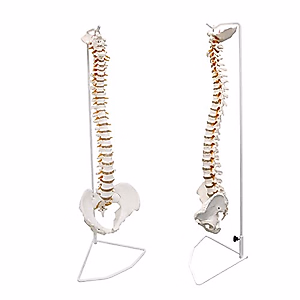 Ultrassist Life Size Human Spine Model, 34" Flexible Spinal Cord with Hyoid Bone, Herniated Disk, Nerves, Arteries and Pelvis, Teaching Tool for Medical Students and Chiropractors, Includes Stand