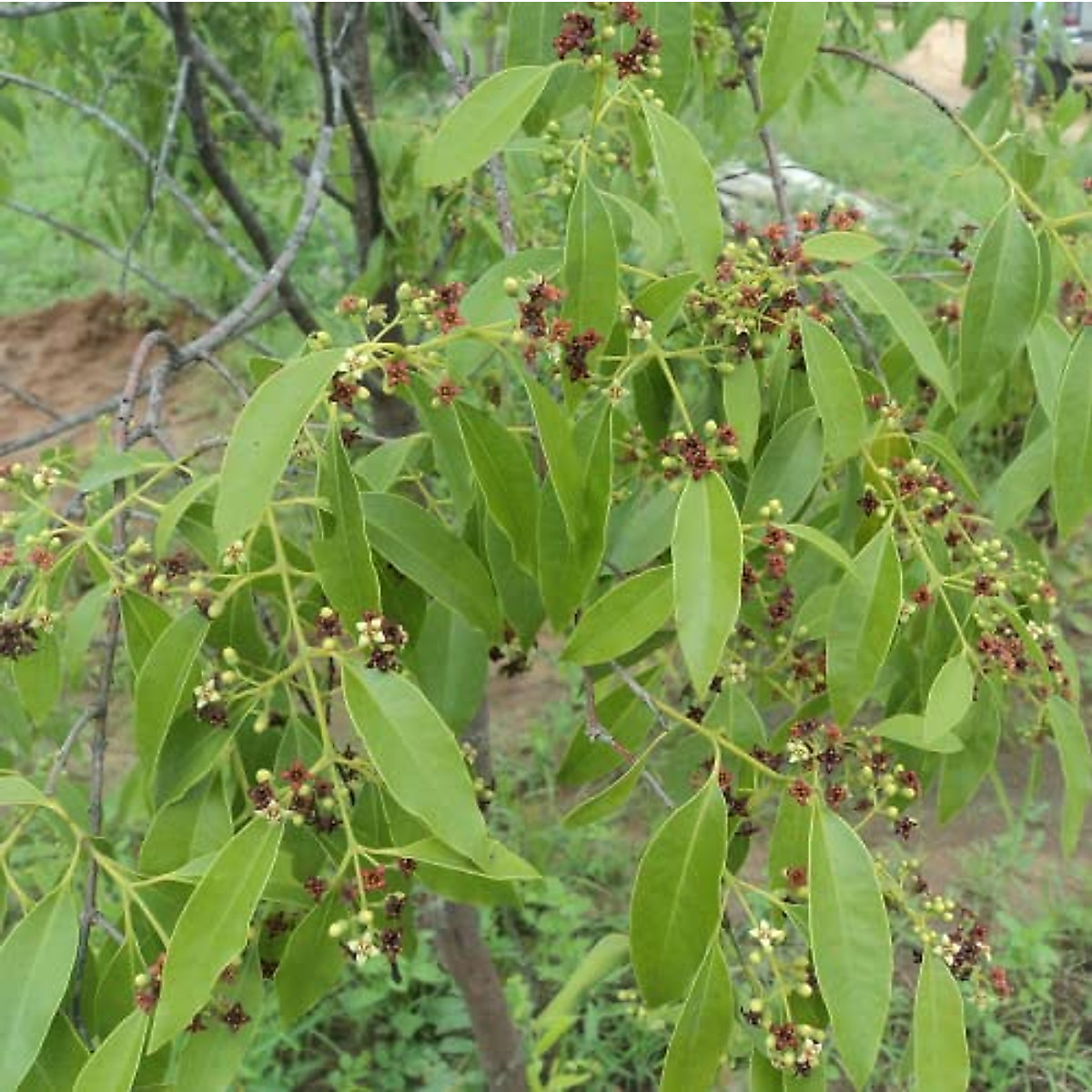 CHUXAY GARDEN Santalum Album Seed,Indian Sandalwood 10 Seeds Exotic ...
