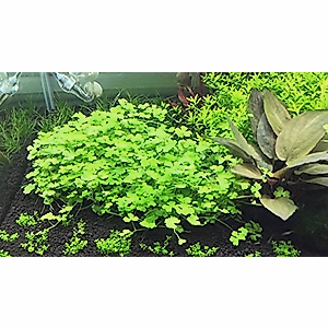 500 Premium Organic Centella Asiatica - Rau Ma - Pennywort - Gotu Kola - Seeds by Happy Seeds & Garden