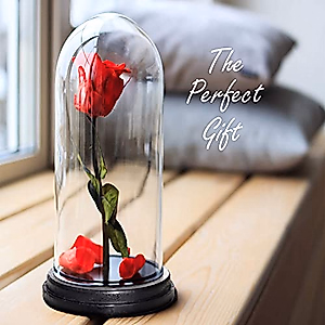 CYS EXCEL Glass Dome Cloche with Black Wood Base (H:14.7" D:7") | Multiple Sizes Decorative Showcase Display for Antique Collectibles | Bell Jar Terrarium & Dessert Cover