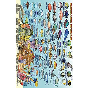 Southeast Florida Dive Map & Coral Reef Creatures Guide Franko Maps Laminated Fish Card
