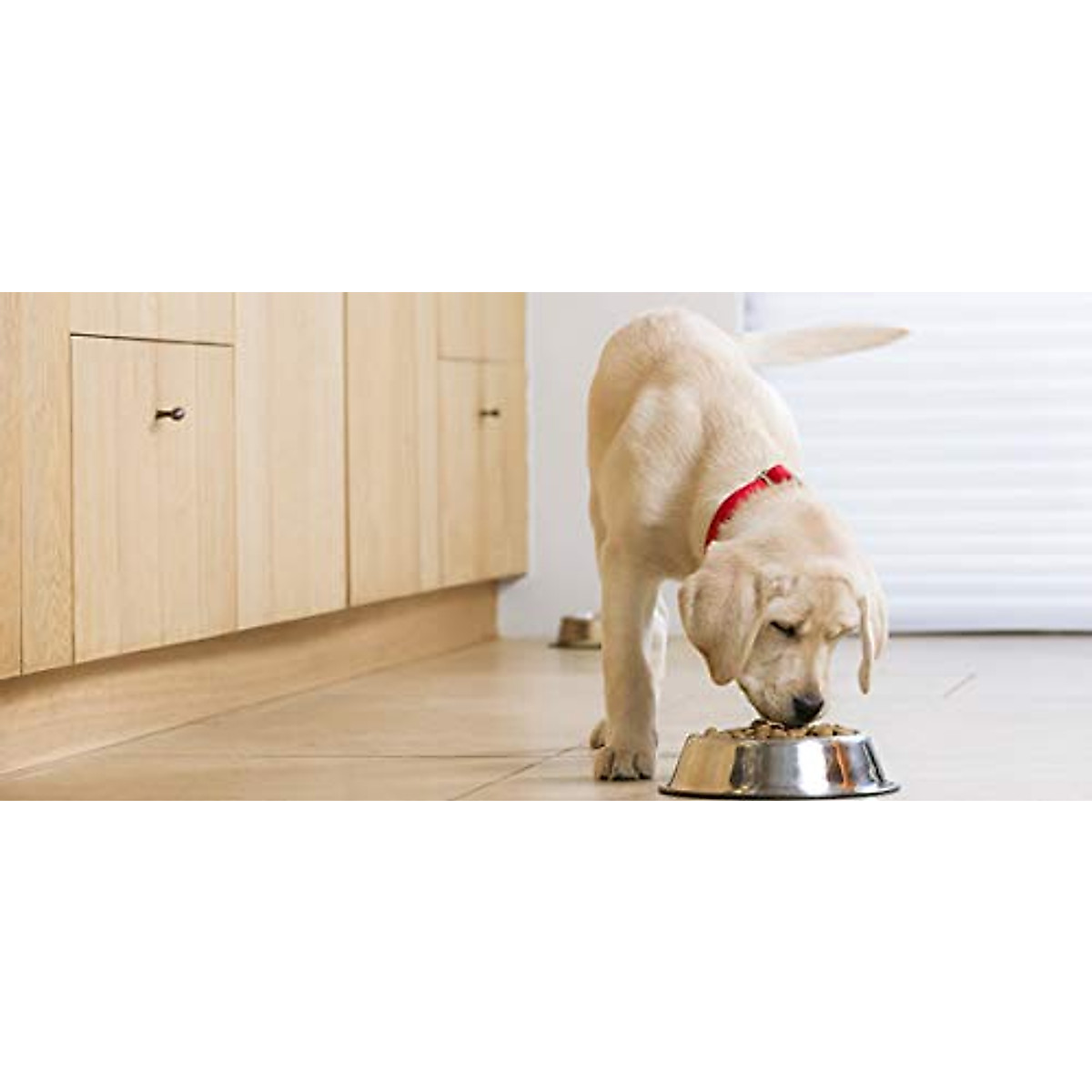 PET SUPPLEMENTS chewable Dog probiotics - Dog Digestive AID - PROBIOTICS - Powerful Formula - Beef Liver Dog Treats - 1 Bottle (60 Chews)