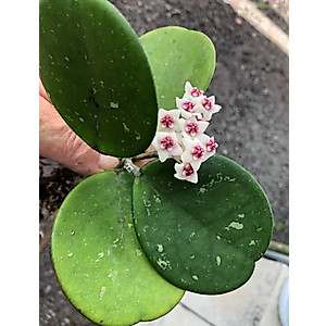 Hoya Obovata Splash Live Plant Houseplants - 3'' Pot Ornaments Perennials Garden Growing Planting Can Grow Well Pots Gift