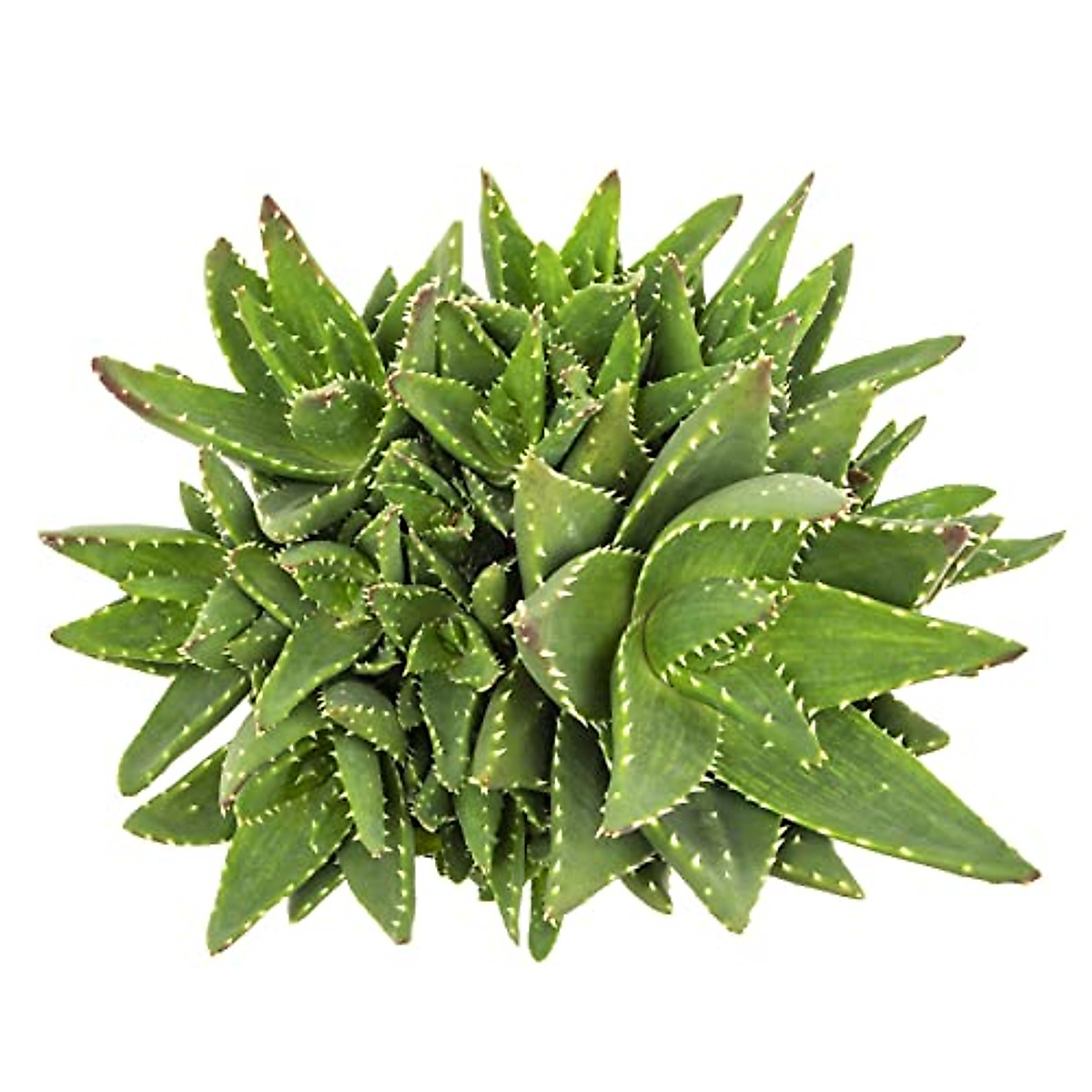Succulents Plants Live Indoor Plants, Aloe Nobilis Plants Live Houseplants, Live Succulents Live Plants Indoor Succulent Plants, Indoor Plant Real Succulents Plants House Plants by Plants for Pets