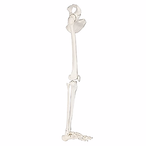 Axis Scientific Human Leg Skeleton Bundle, Life-Size 36" Anatomical Model with All Leg Bones, Removable Hip Joint and Fully Articulated Foot and Detailed Product Manual