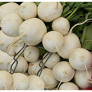 White Albina Beet Seeds for Growing Heirloom Detroit Albino bin14 (120 Seeds)