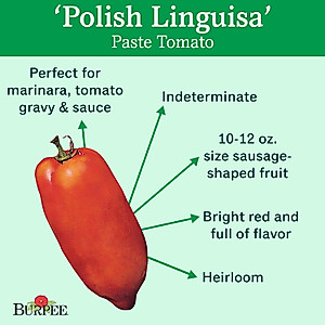 Burpee 'Polish Linguisa', Large Red Sauce & Paste Tomato, 30 Non-GMO Seeds
